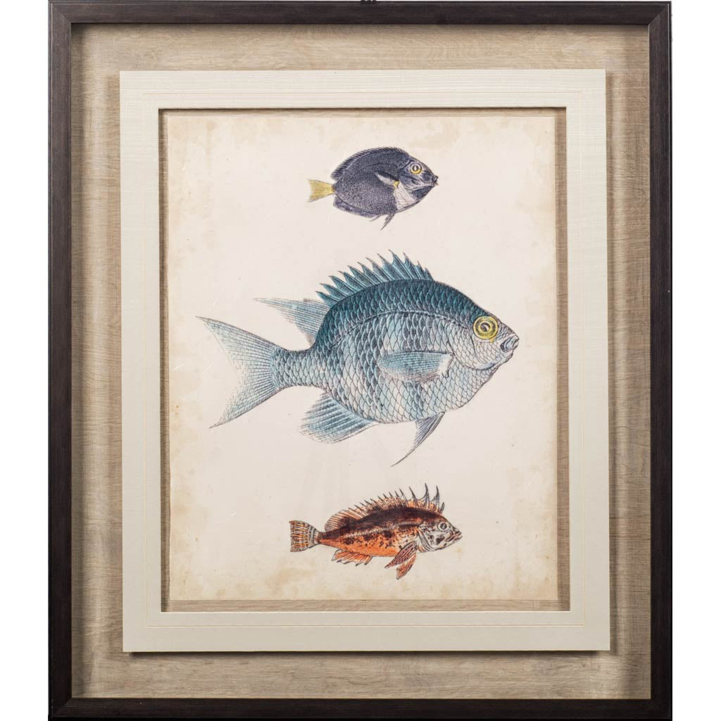 Antique Fish Species III – Inland Fine Furnishings